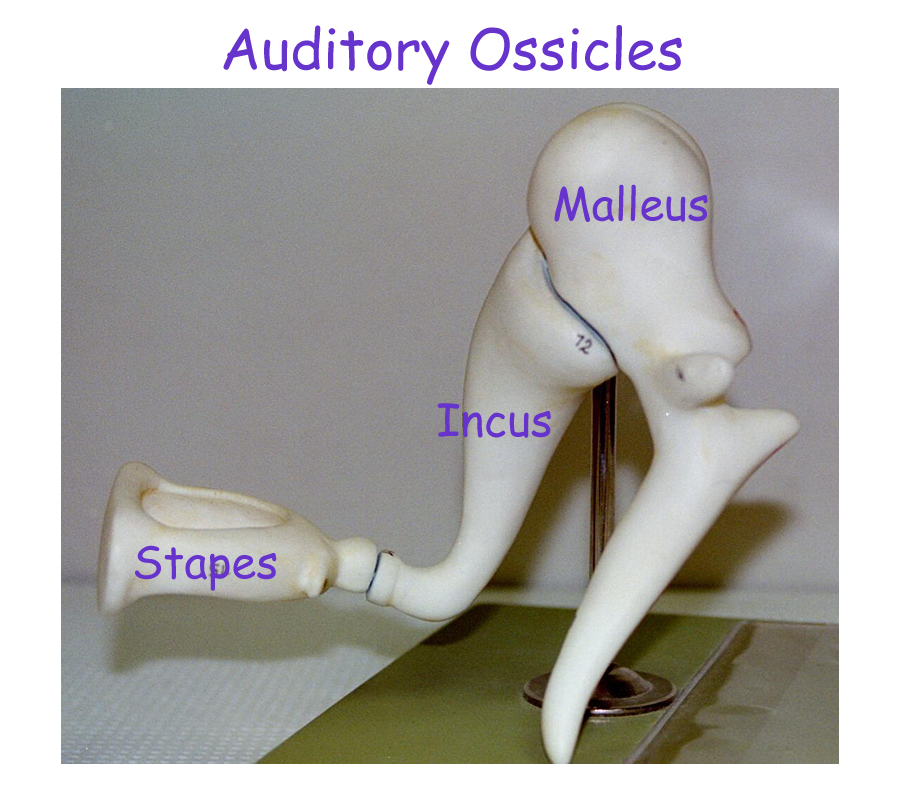 Biology2404 A&P Basics